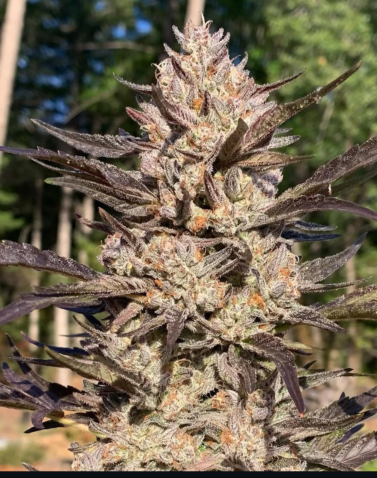 Feminized Seeds | Legacy Genetics
