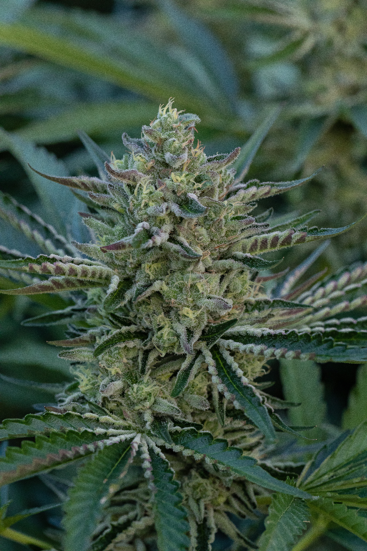 Tropical Lantz F2 Regular | Legacy Genetics