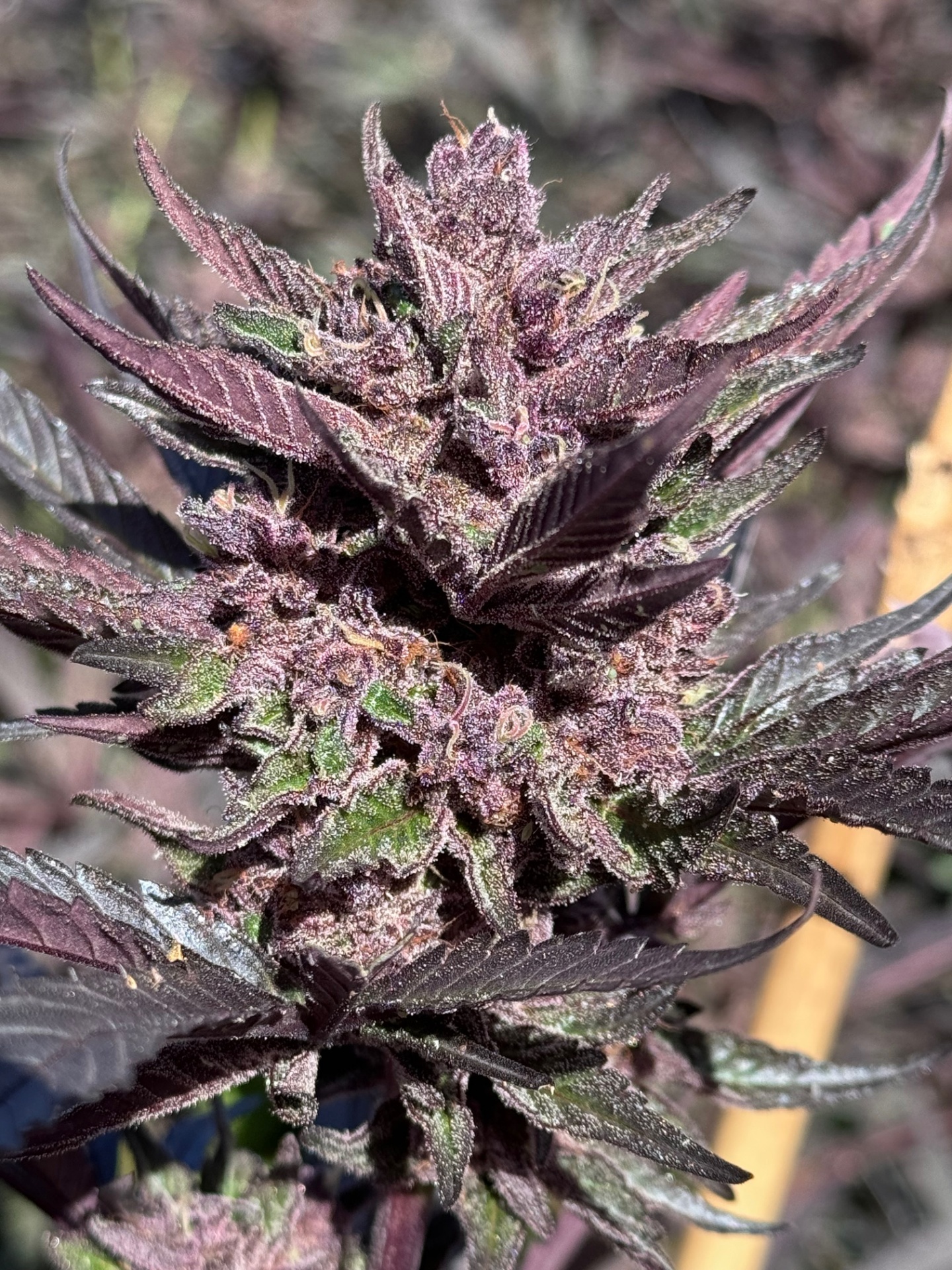 Legacy Genetics | Humboldt's Finest Genetics, Preserved