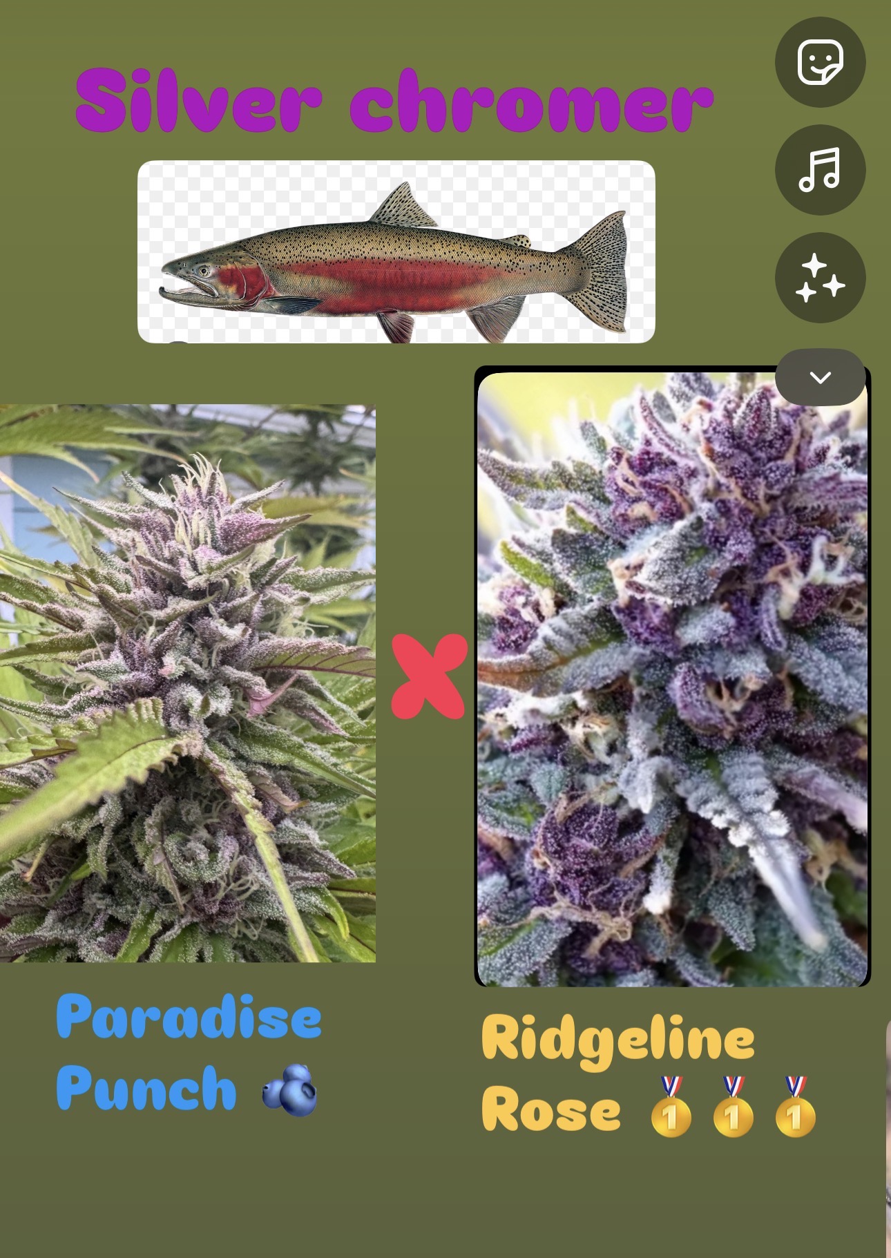 Legacy Genetics | Humboldt's Finest Genetics, Preserved