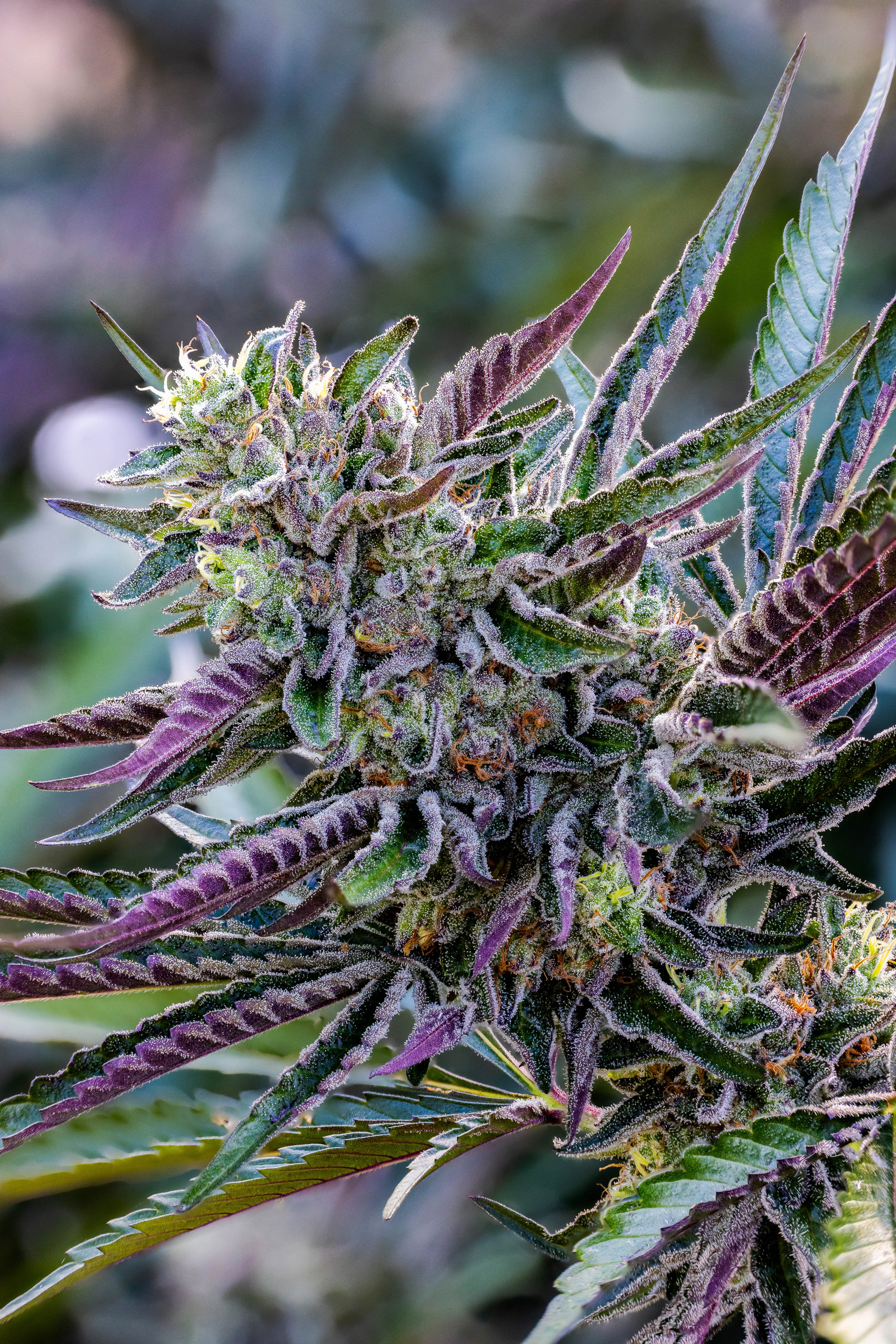 Throbber Regular | Legacy Genetics