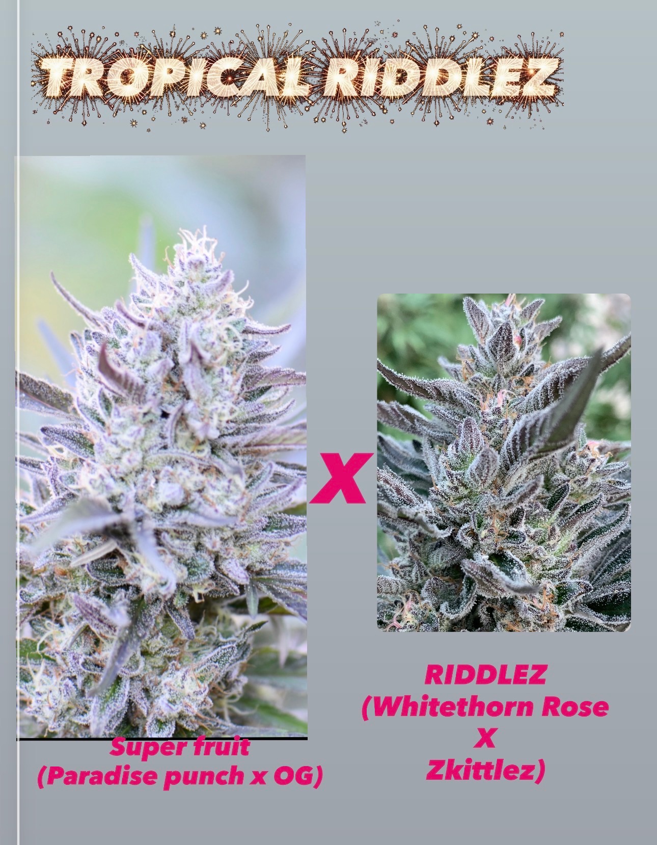 Legacy Genetics | Humboldt's Finest Genetics, Preserved